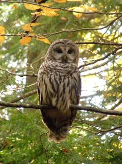 Wildlife from urban to rural and conservation in between - CPAWS New ...