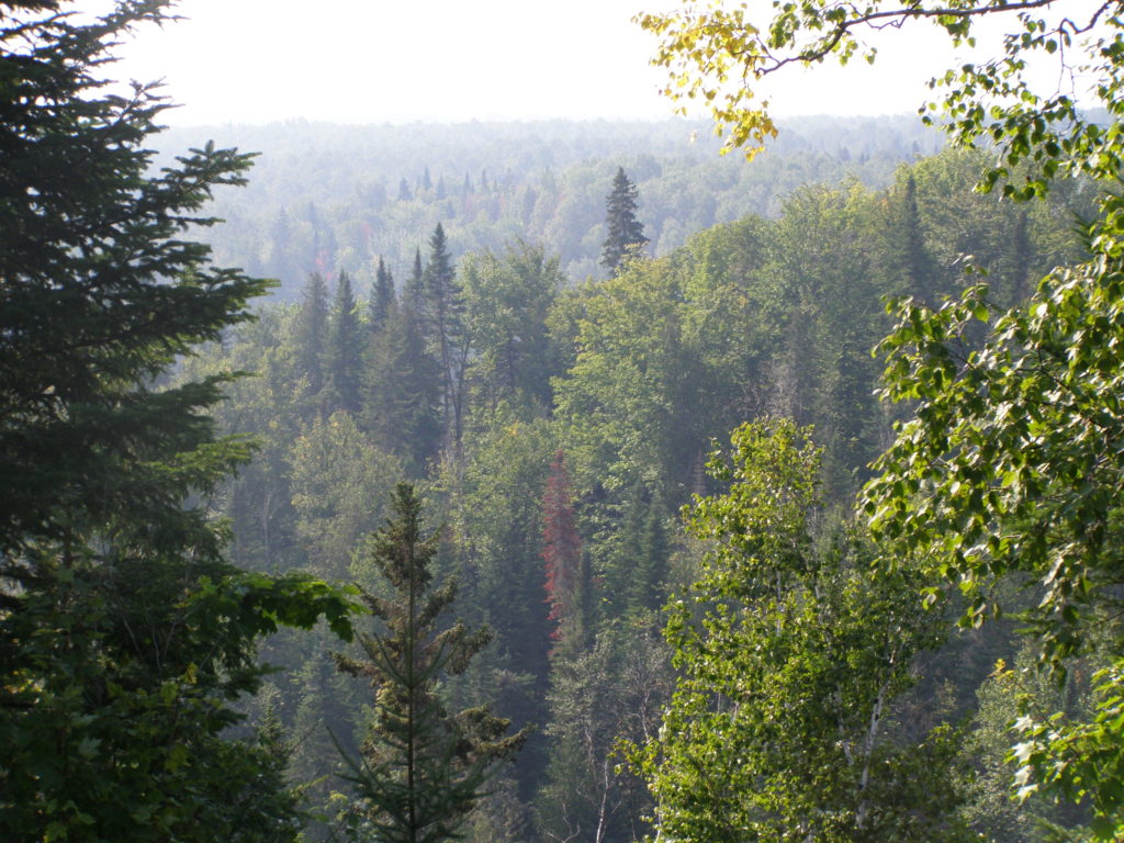 NB Forest Strategy a Welcome Step for Conservation – Looking Forward to ...