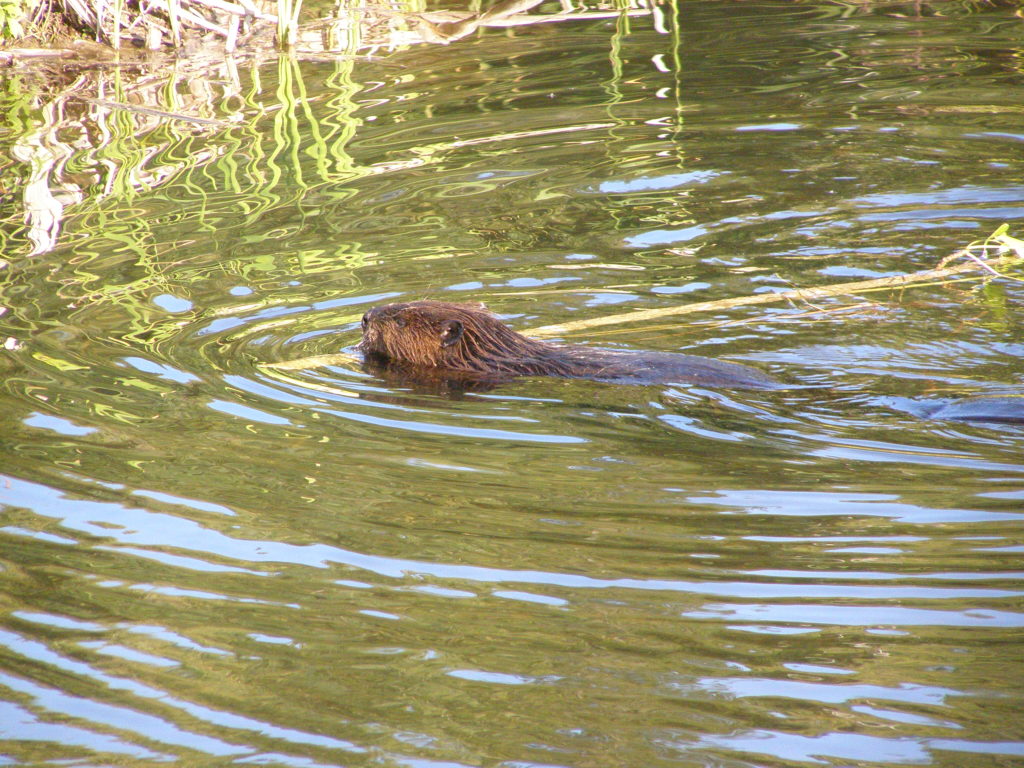 Biodiversity in balance - CPAWS New Brunswick