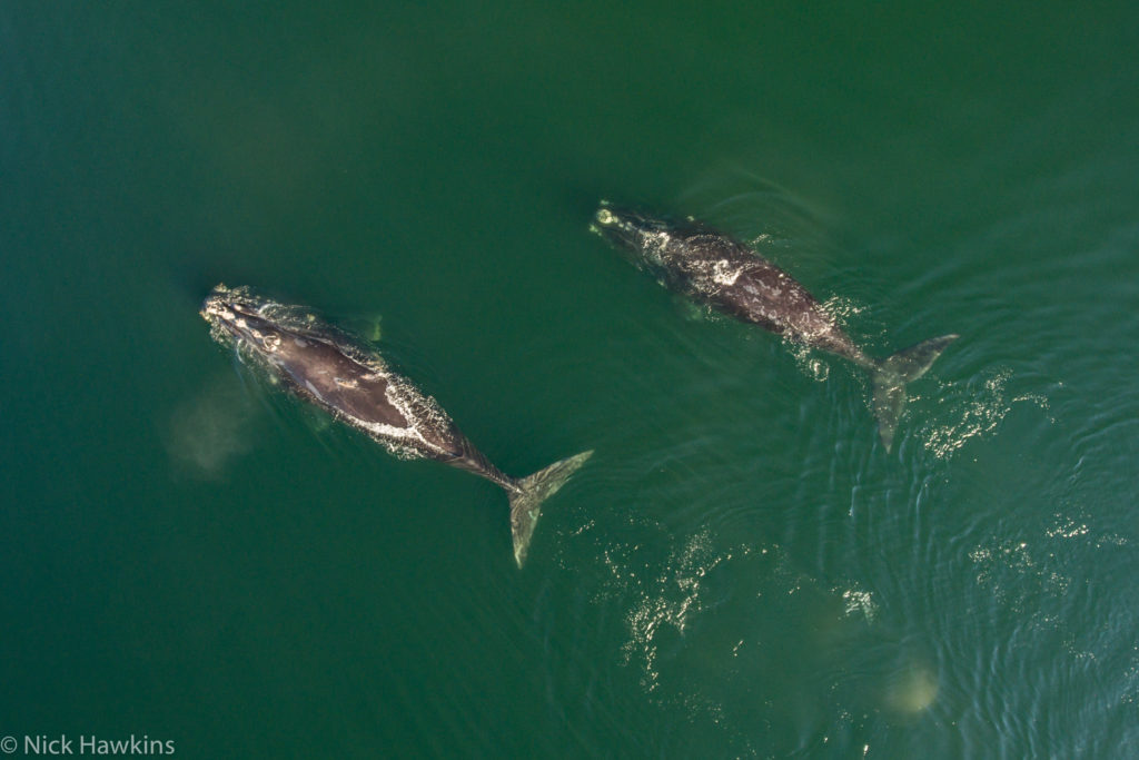 Wildlife Adaptation in Shifting Environments - CPAWS New Brunswick