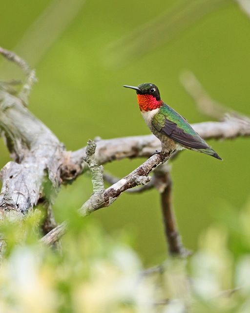 Spotting New Brunswick’s forest birds this spring! - CPAWS New Brunswick