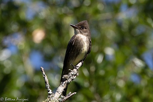Spotting New Brunswick’s forest birds this spring! - CPAWS New Brunswick