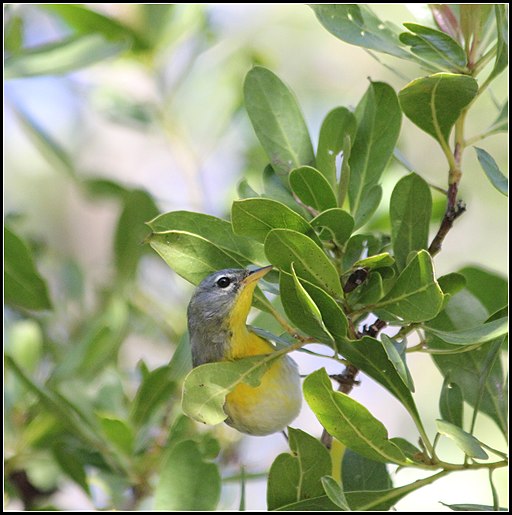 Spotting New Brunswick’s forest birds this spring! - CPAWS New Brunswick