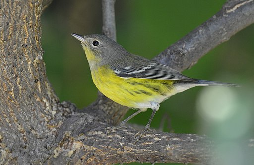 Spotting New Brunswick’s forest birds this spring! - CPAWS New Brunswick