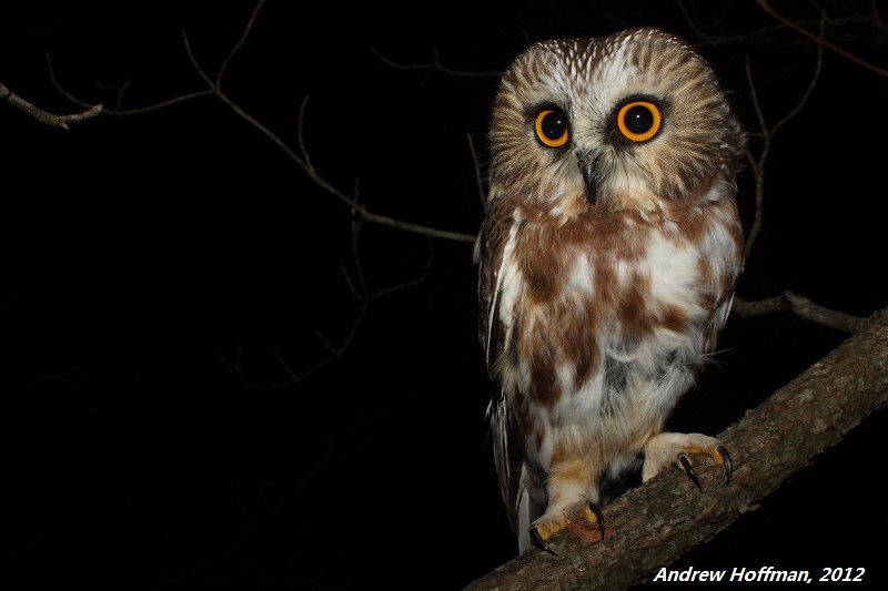 10 Underrated species of the Acadian Forest - CPAWS New Brunswick