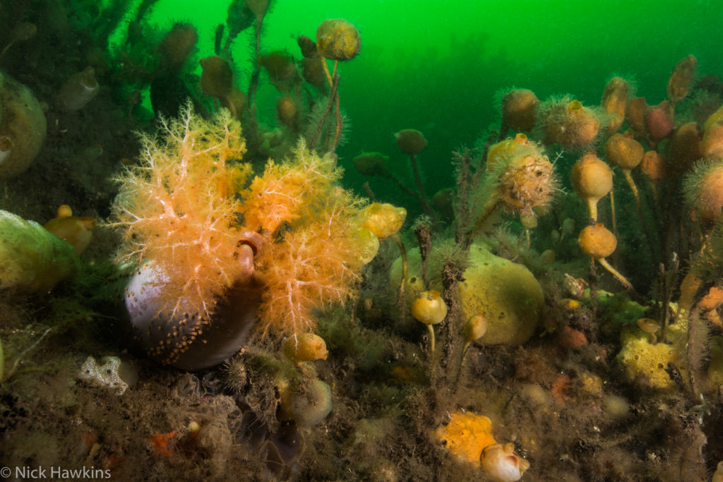 Bay of Fundy - CPAWS New Brunswick