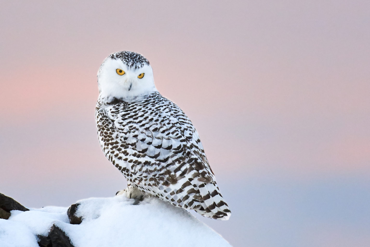 10 Birds to spot this winter - CPAWS New Brunswick