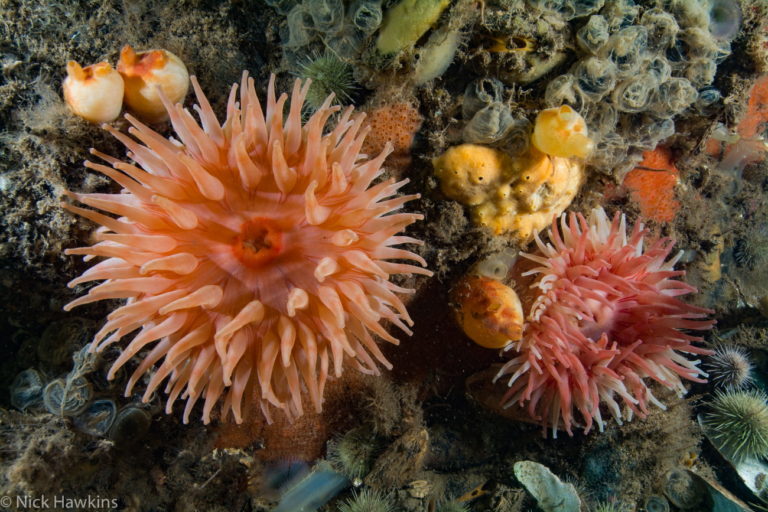 10 More Underrated Species of the Bay of Fundy - CPAWS New Brunswick