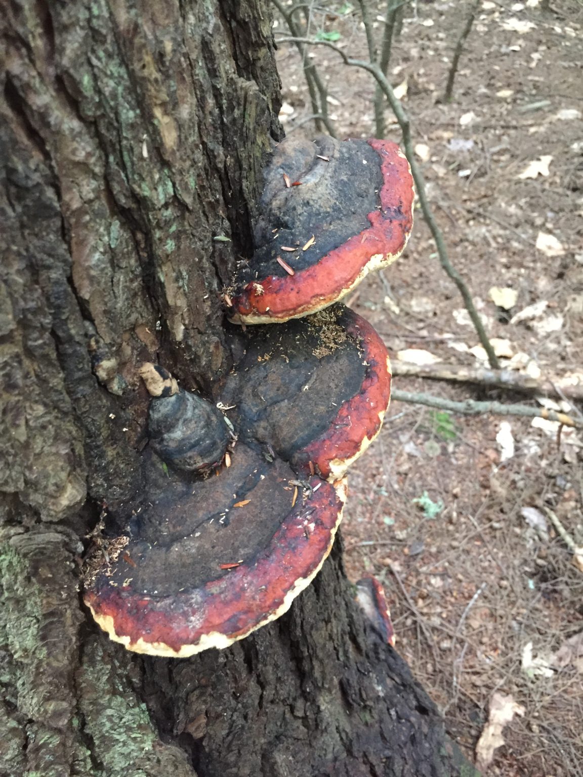 Walking with nature on the Wabanaki Tree Spirit Tour - CPAWS New Brunswick