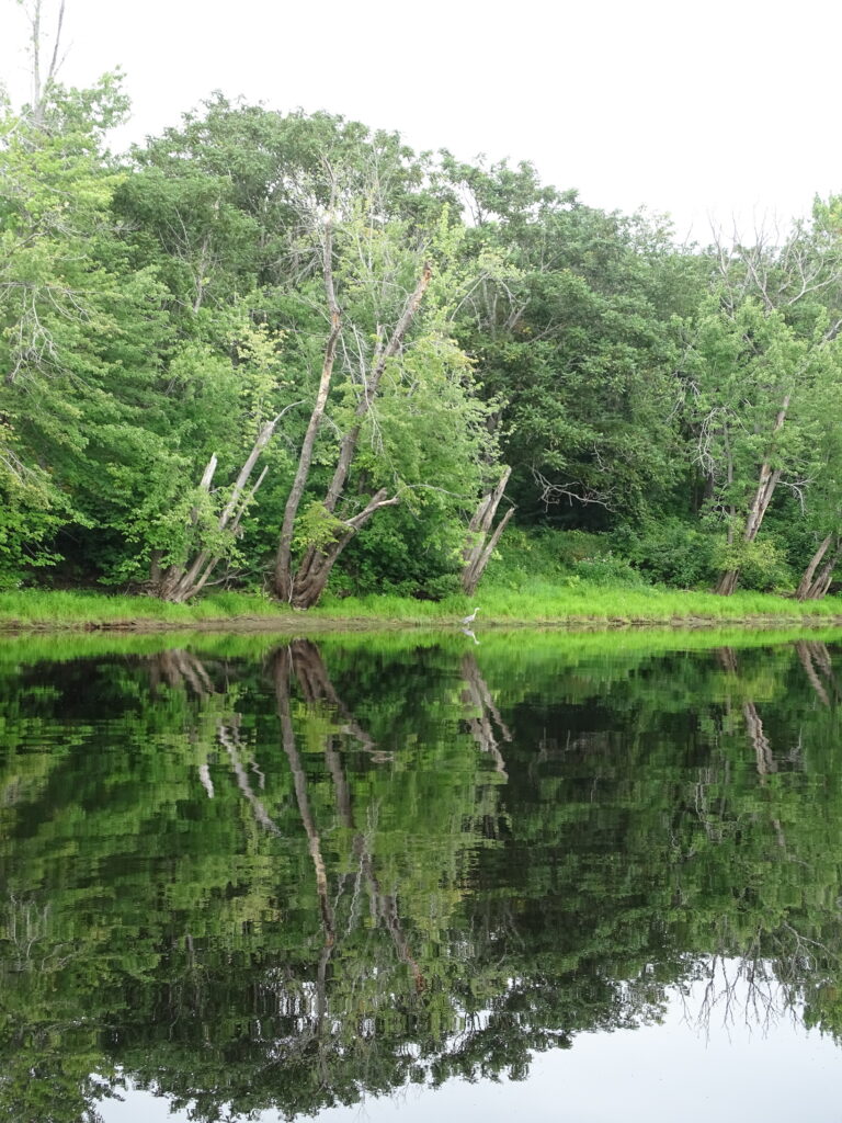 New Climate Plan Includes Action For Nature - CPAWS New Brunswick